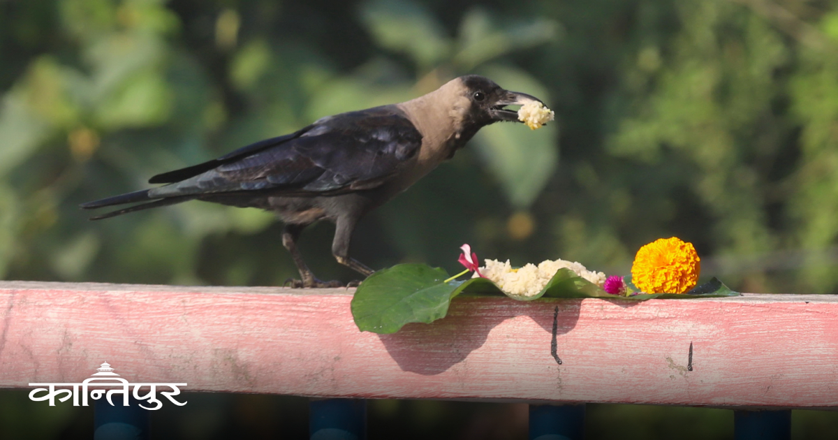 Today, Kaag Tihar is being celebrated - कान्तिपुर
