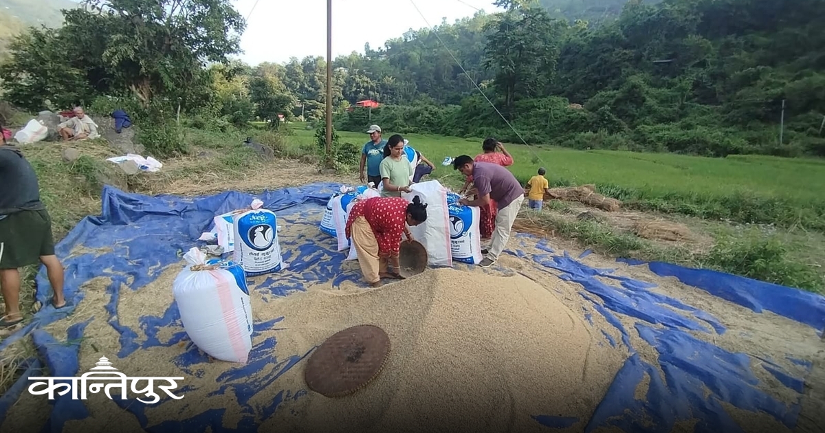 4,000 bushels of rice in Pakhobari - कान्तिपुर