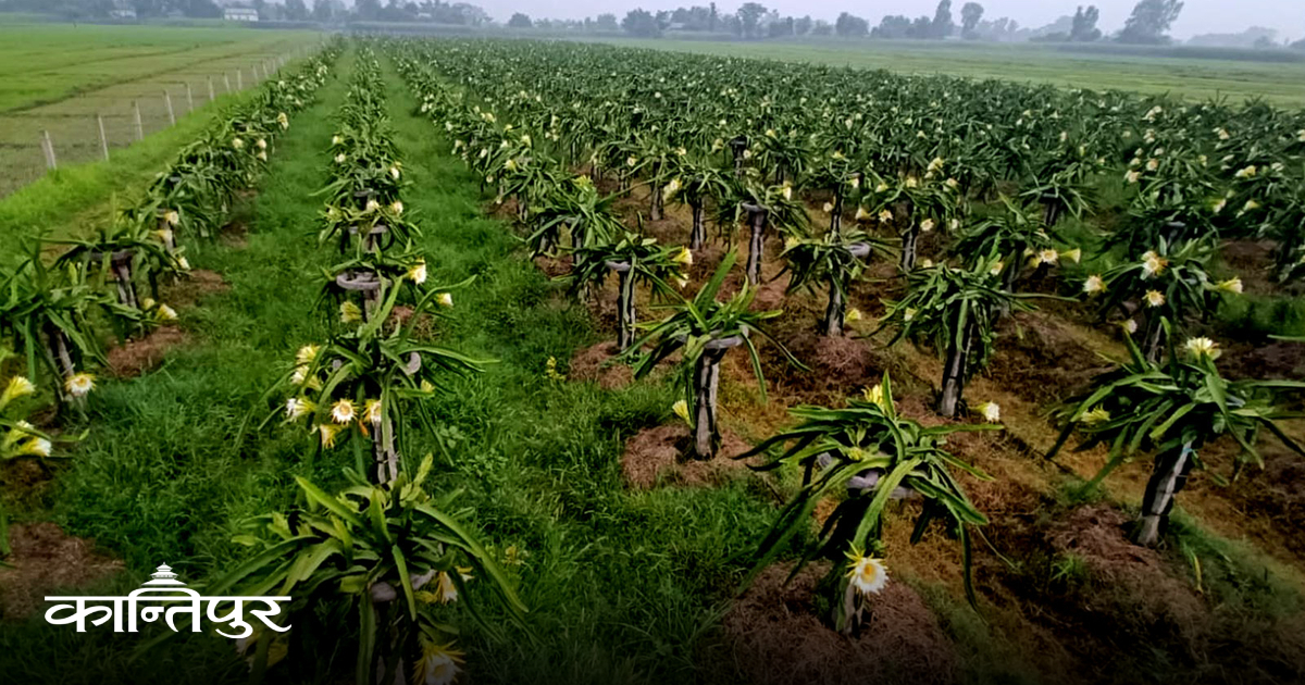 दाङमा फस्टाउँदै ड्रागन फ्रुट खेती - कान्तिपुर