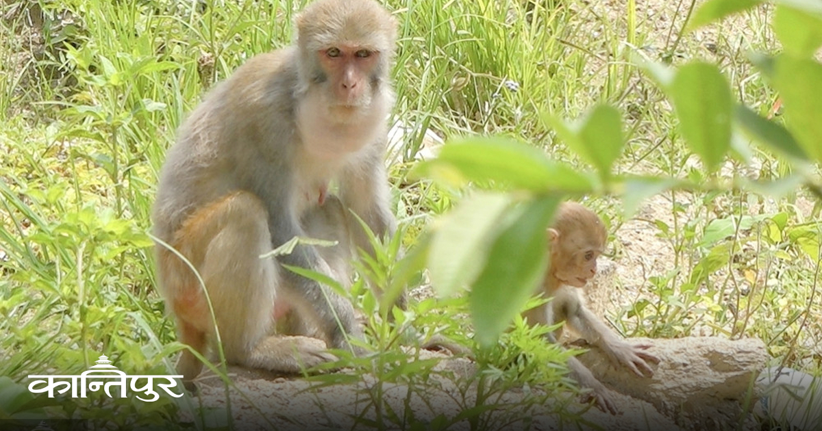 बाँदरको सास्तीले किसान गाउँ छाड्न बाध्य, नियन्त्रणका लागि राज्यसँग छैन ...